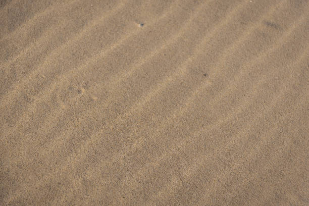 Free picture: Texture of light brown sand with small ripples on beach