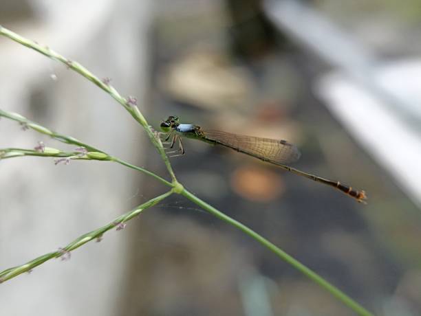 Free picture: dragonfly, dark red, small, insect, nature, arthropod ...