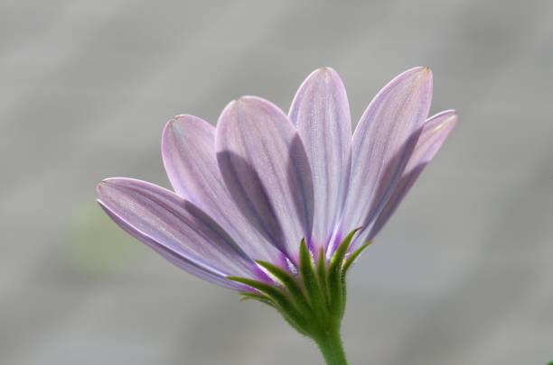 Fower Pictures | Download Free Images on Unsplash