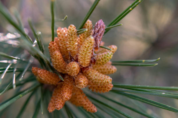Free picture: Aleppo pine (Pinus halepensis) close-up of pine branches ...