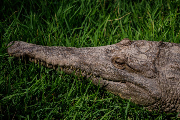 Crocodile Skin Pictures | Download Free Images on Unsplash