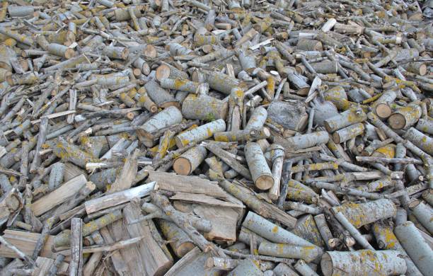 Free picture: poplar, wood, stacks, firewood, industrial, production ...