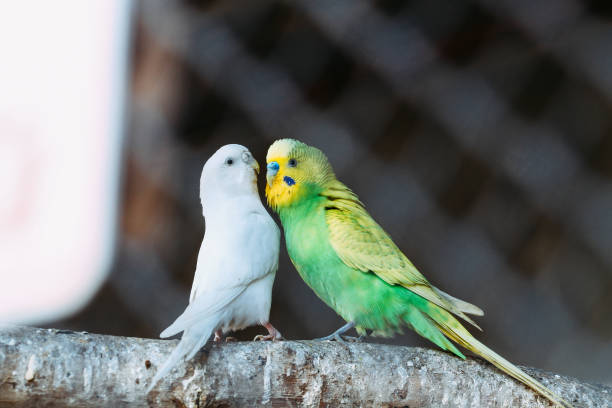 Free Stock Photo of Two Blue and Yellow Parrots Sitting on a Branch ...