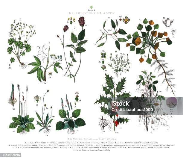 Ukiran Antik Tanaman Berbunga Kerajaan Tumbuhan Ilustrasi Botani