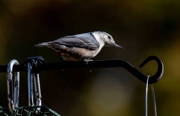 Free picture: sitta sittidae, grey bird, nuthatch birds, wildlife ...