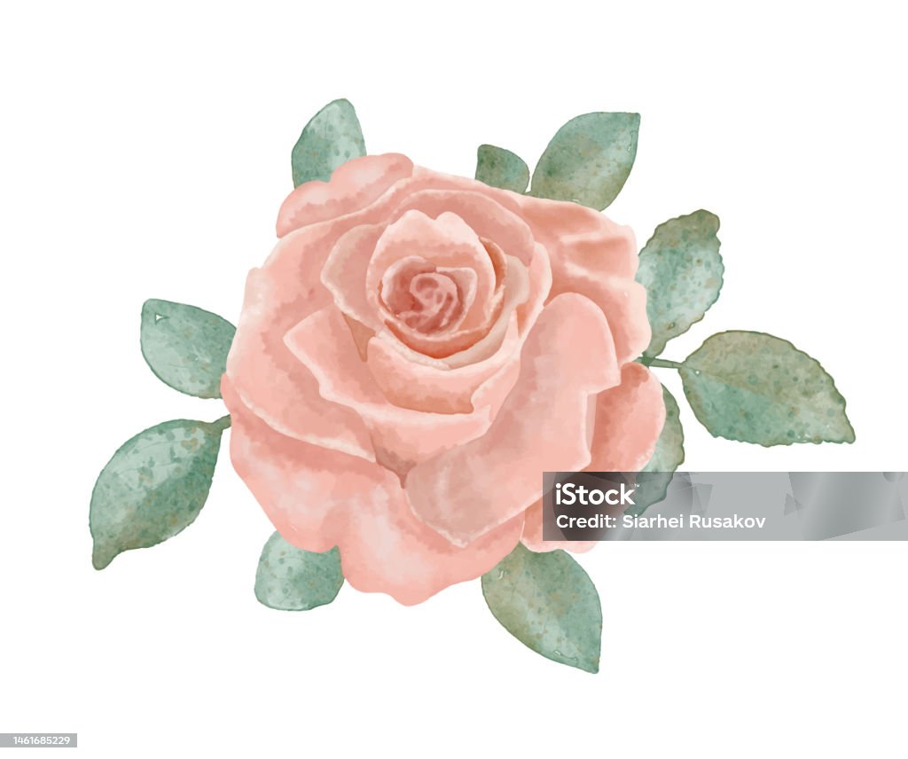 Watercolor Hand Drawn Vector Rose Stock Illustration - Download Image ... Watercolor Hand Drawn Vector Rose Stock Illustration - Download Image ...