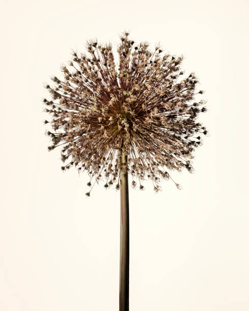 Free Stock Photo of Dried Allium Flower | Download Free Images and Free ...