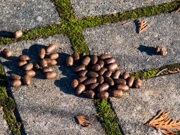 250 Bildbanksfoton Bilder Och Royaltyfria Bilder Med Deer Droppings