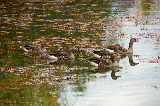 Free picture: bird, nature, wildlife, grey goose, waterfowl, autumn ...