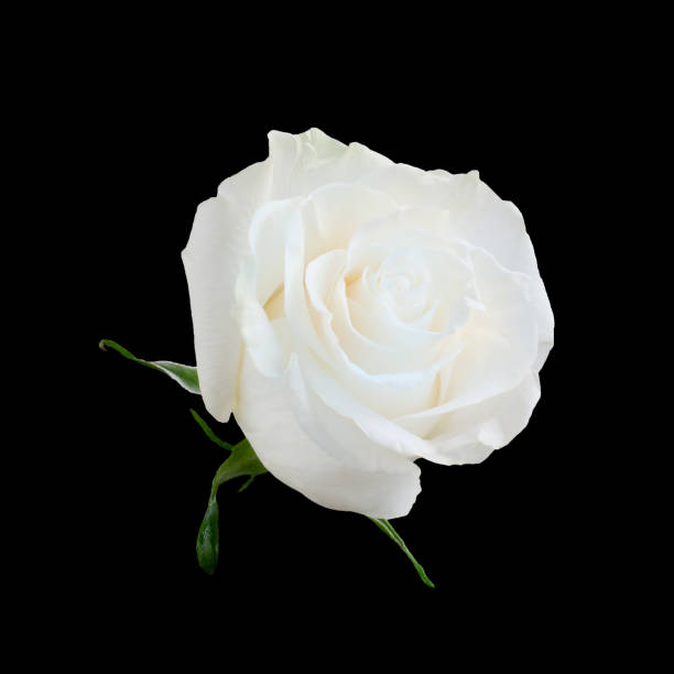 Free Stock Photo of White Rose on Black Background | Download Free ...