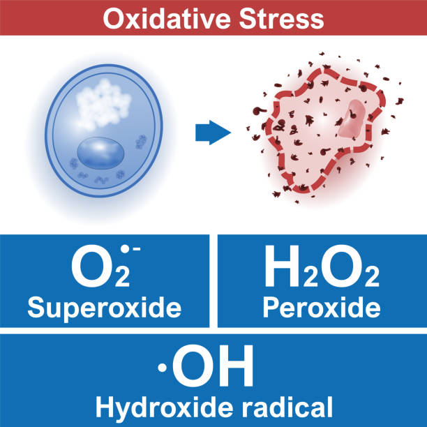 520+ Oxidative Stress Stock Photos, Pictures & Royalty-Free Images - iStock 520+ Oxidative Stress Stock Photos, Pictures & Royalty-Free Images - iStock