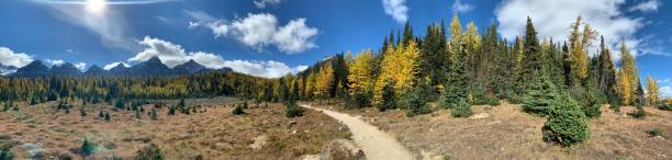 Free tamarack stock photos. Download the best free tamarack images at ...