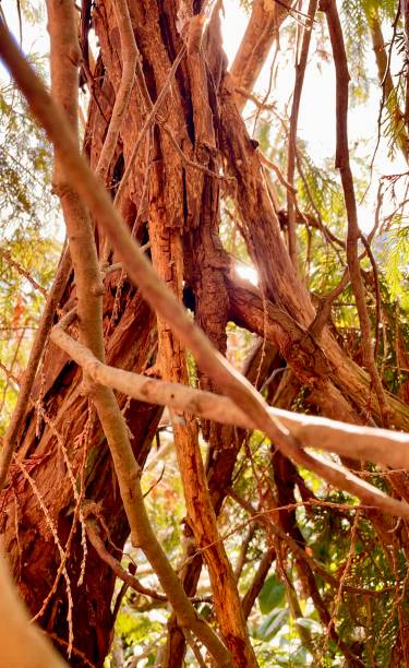 Free Stock Photo of Tangled tree stump | Download Free Images and Free ...