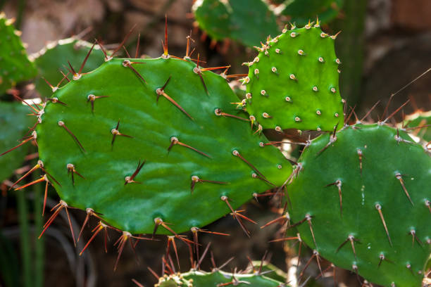 Free picture: close-up, cactus, dark red, succulent, spike, exotic ...