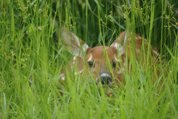 Free Stock Photo of Young Deer in grass | Download Free Images and Free ...