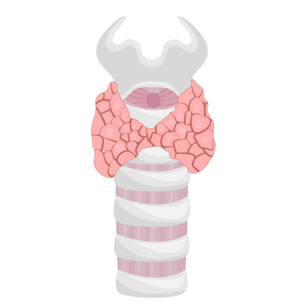140 Thyroid Exam Ilustrasi Grafik Vektor And Clip Art Bebas Royalti