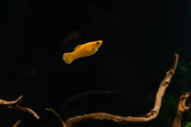 Free picture: black, fish, aquarium, pet