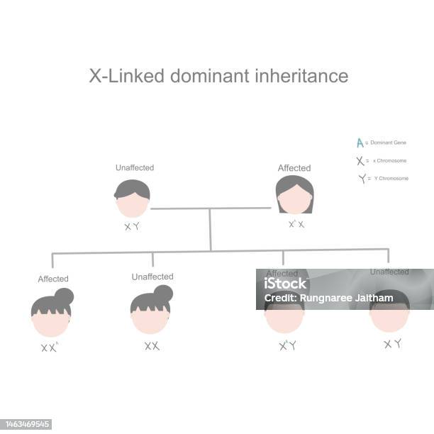 The Inheritance Pattern Of Xlinked Recessive That Shows The Mutation