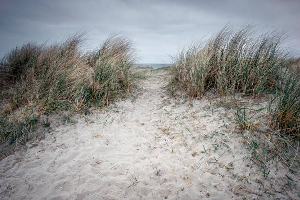 Free Stock Photo of Path through grassy dunes leading to the beach ...
