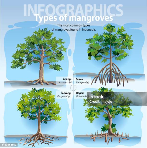 Jenis Mangrove Ilustrasi Stok Unduh Gambar Sekarang Rhizophoraceae Hutan Bakau Akar