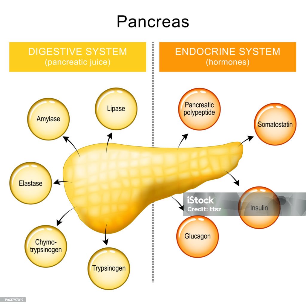 Pancreas Function Pancreatic Juice And Hormones Of A Human Pancreas ... Pancreas Function Pancreatic Juice And Hormones Of A Human Pancreas ...