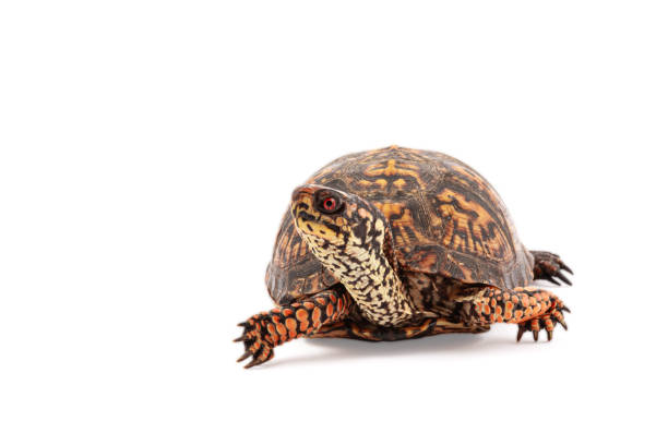 Free Stock Photo of Eastern Box Turtle | Download Free Images and Free ...