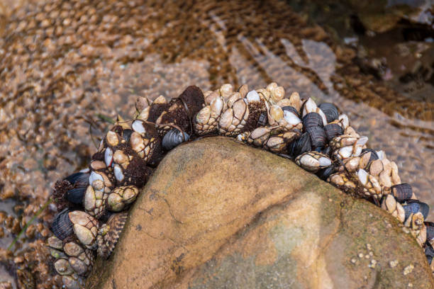 Free picture: mussel, mollusk, sand, invertebrate, arthropod, nature ...