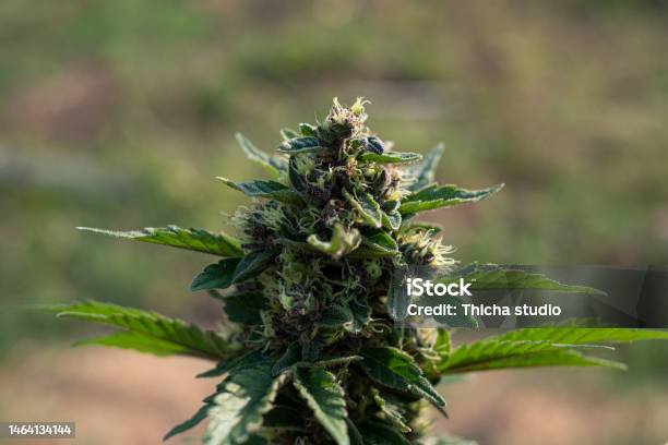 Blue Dream Cannabis Breed Marijuana Growing A Blur Background Stock ... Blue Dream Cannabis Breed Marijuana Growing A Blur Background Stock ...