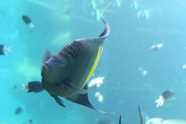 Free Stock Photo of Semicircle Angelfish or Blue Angelfish ...