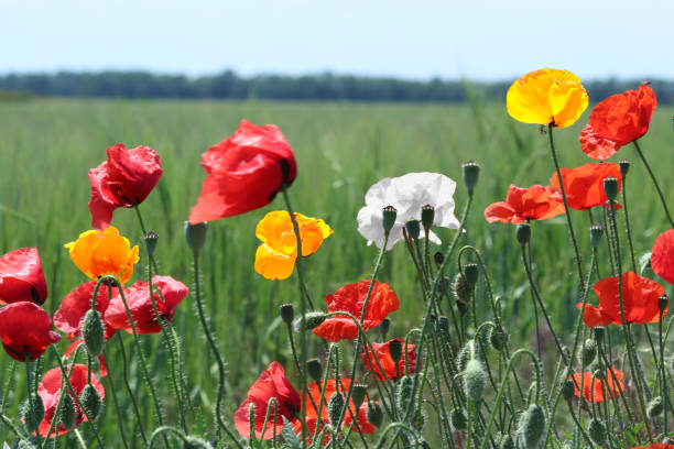 Free picture: Dark red opium poppy in chamomile flowers meadow with ...