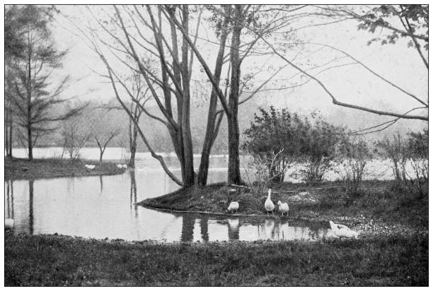 Prospect Park New York Illustraties Afbeeldingen Beelden En Stockfoto