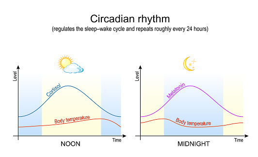 Circadian Rhythm Body Temperature Cortisol And Melatonin Stock Illustration Download Image Now