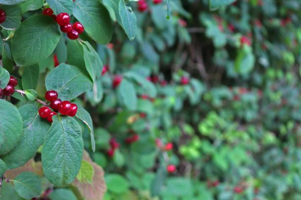Berrys Pictures | Download Free Images on Unsplash
