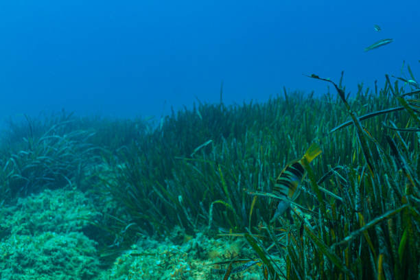 Posidonia Pictures | Download Free Images on Unsplash