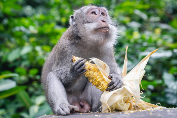 Free picture: eat, jungle, monkey, portrait, primate, wildlife, animal ...