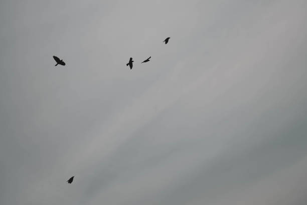 Free Stock Photo of Two birds fly side by side in the dark, overcast ...