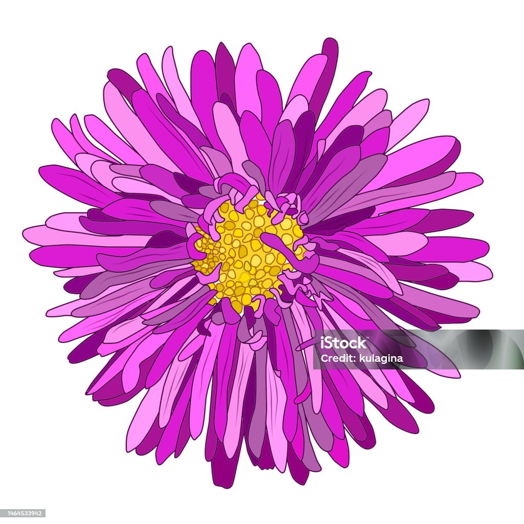 白い背景に紫色のアスターの花 まぶしいのベクターアート素材や画像を多数ご用意 まぶしい アスター イラストレーション Istock