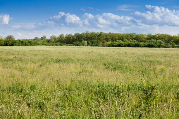 Grassfield Pictures | Download Free Images on Unsplash