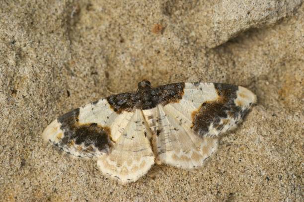 Free picture: moth, insect, light brown, wings, arthropod, invertebrate ...