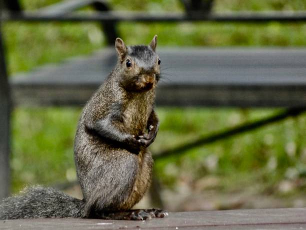 Free Stock Photo of squirrel close | Download Free Images and Free ...