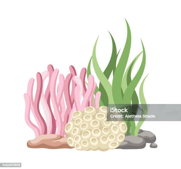 Coral Reefs With Algae Seaweed And Rocks Vector Cartoon Illustration