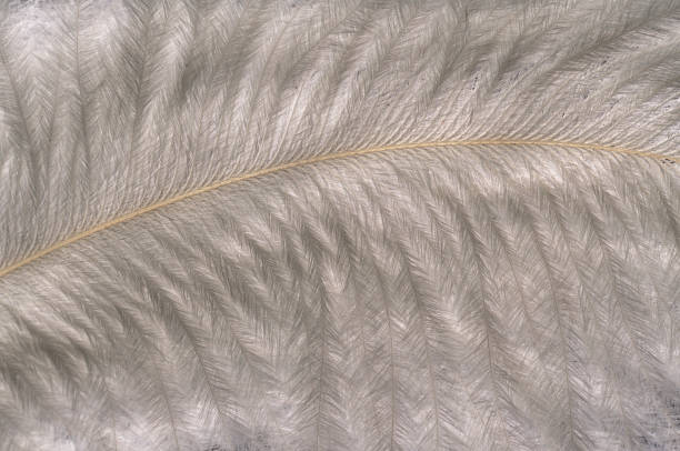 Free picture: Close-up of dark grey ostrich feather texture