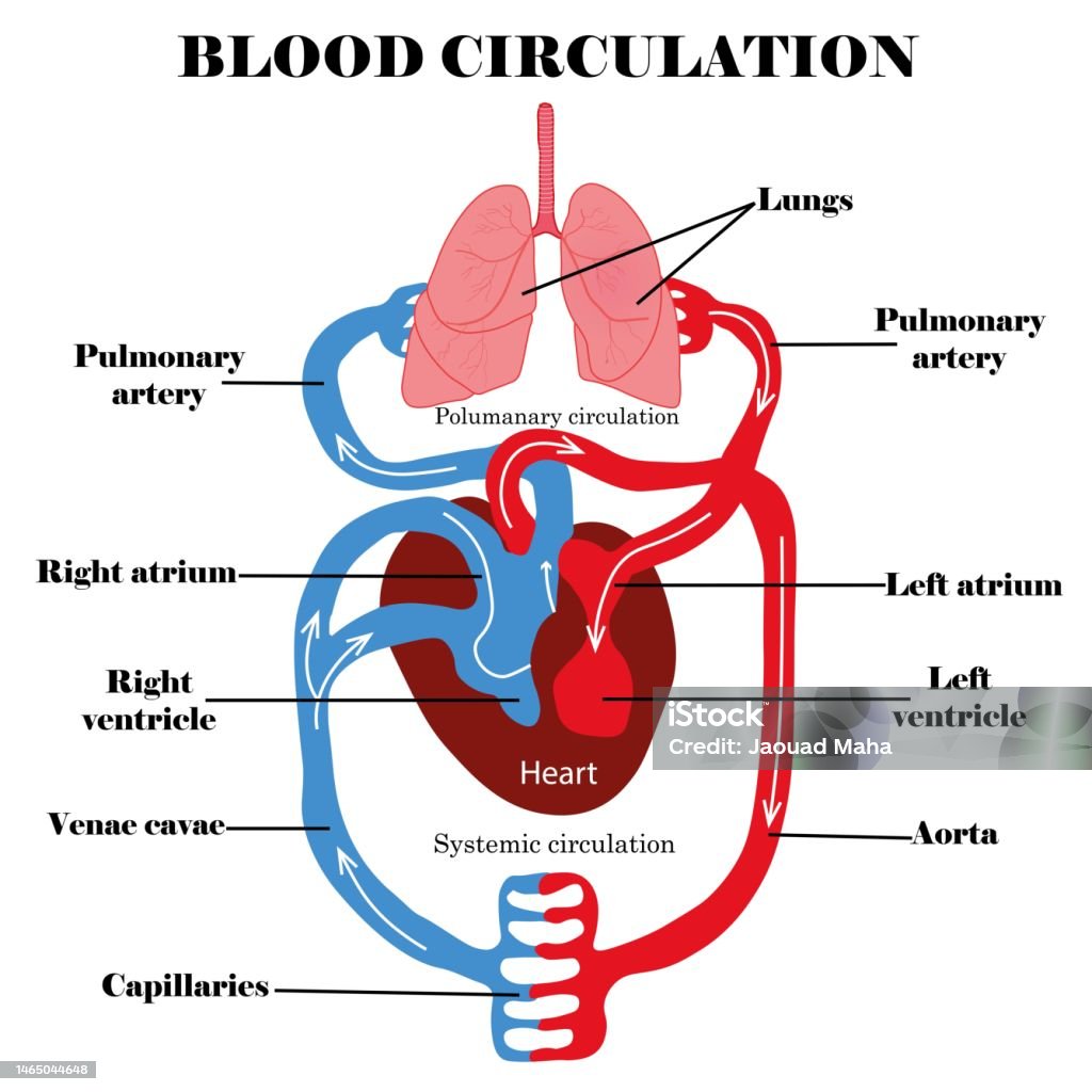 Système De Circulation Sanguine Anatomie Et Digramme De La Circulation ... Système De Circulation Sanguine Anatomie Et Digramme De La Circulation ...