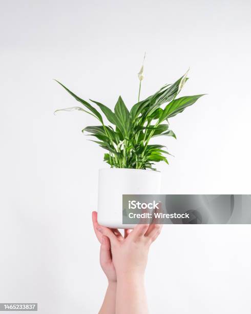 Bidikan Closeup Bunga Spathiphyllum Putih Dengan Latar Belakang Putih ... Bidikan Closeup Bunga Spathiphyllum Putih Dengan Latar Belakang Putih ...
