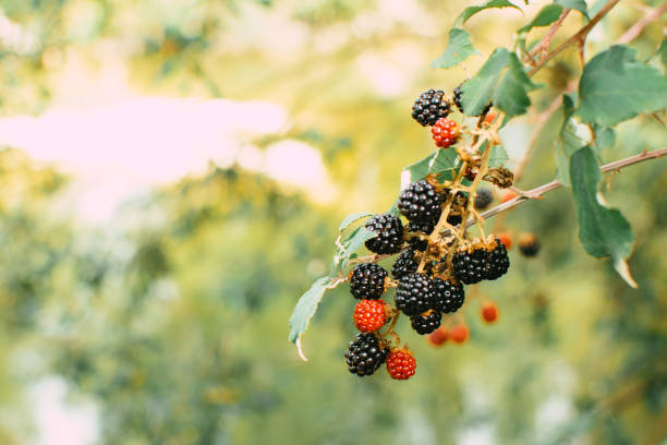 Wildberries Pictures | Download Free Images on Unsplash
