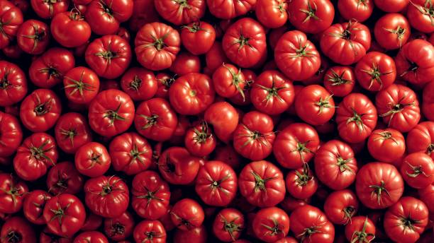 Free tomato stock photos. Download the best free tomato images at ...
