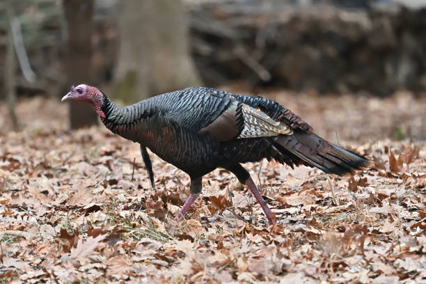 Free picture: wild, male, turkey, bird, up-close, meleagris gallopavo