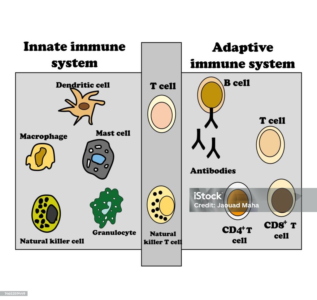 The Innate And Adaptive Immune System Stock Illustration - Download ... The Innate And Adaptive Immune System Stock Illustration - Download ...