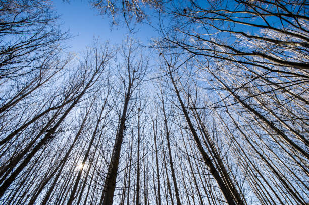 Free picture: High tree trunks of poplar trees in woodland