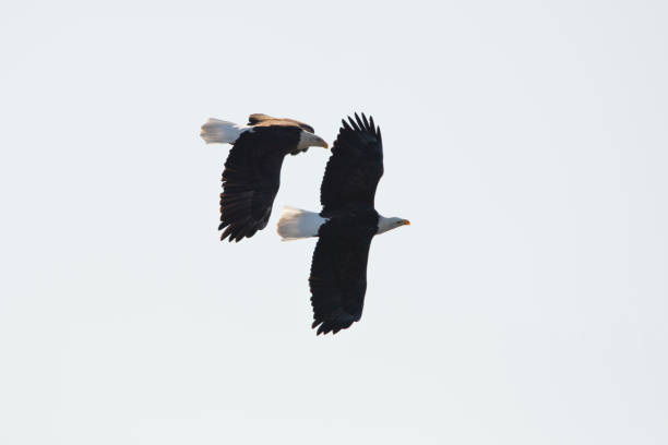 Free picture: two, eagles, flying, blue, sky